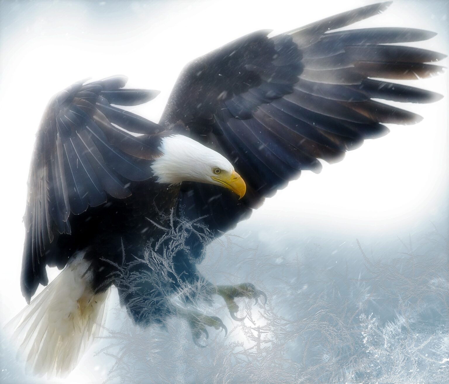 What are Jesses and bells used for in falconry? - Falconry Advice