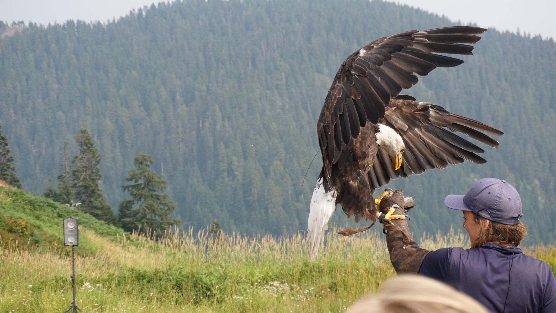 Are Eagles Easy to Train in Falconry? - Falconry Advice