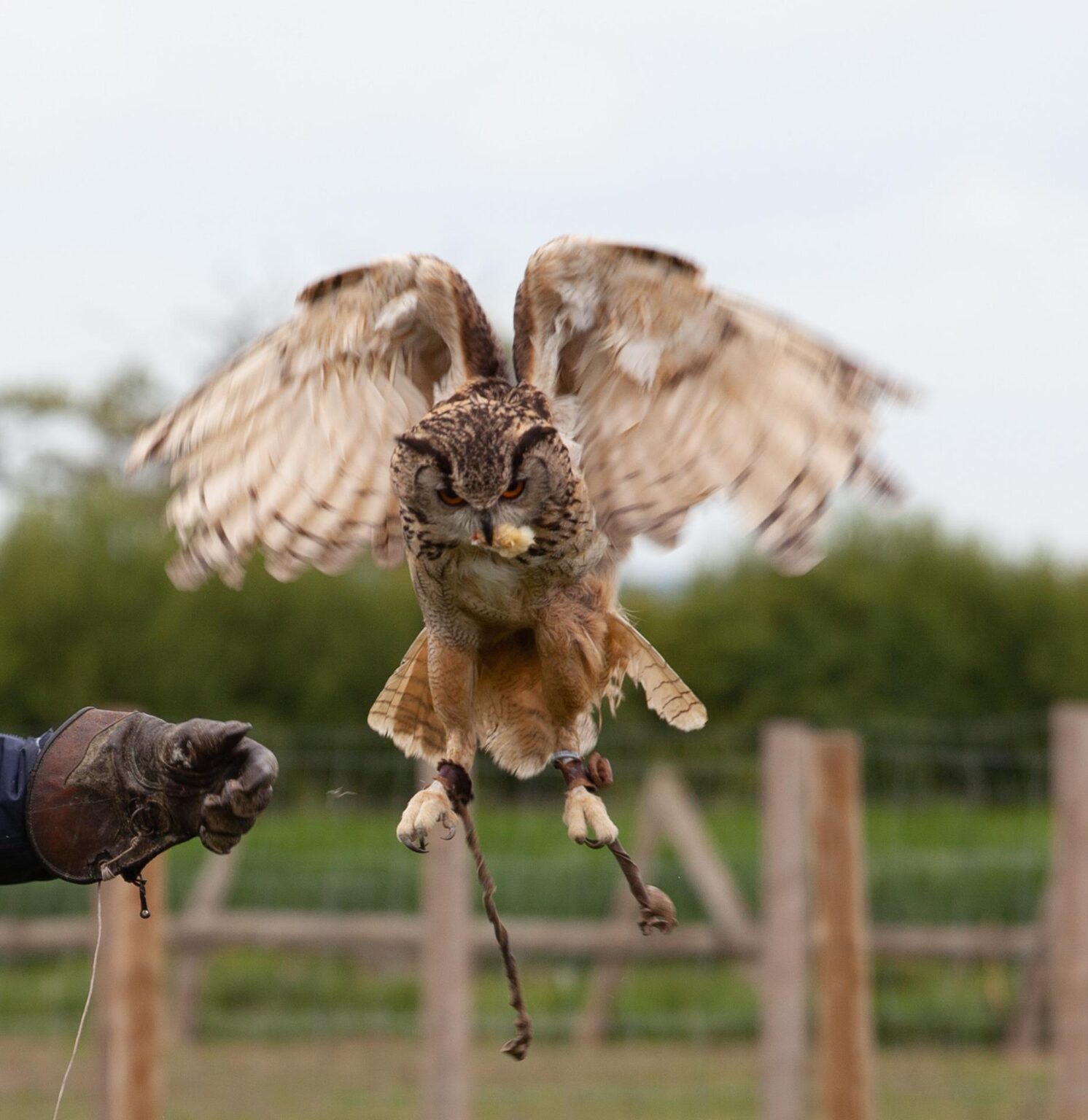 Getting Started In Falconry: A Step-by-Step Guide - Falconry Advice