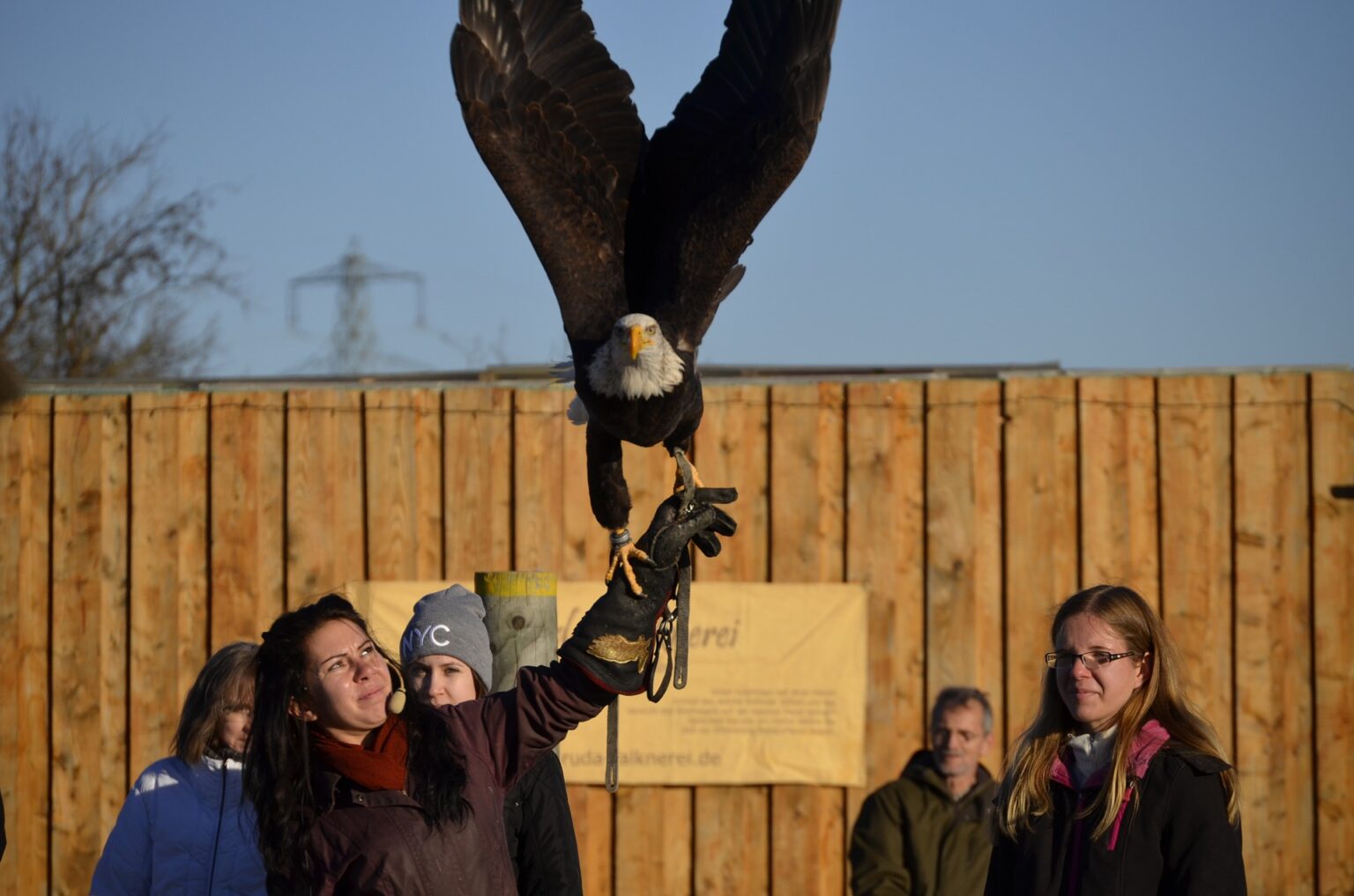Understanding the Diet of Your Raptor? - Falconry Advice