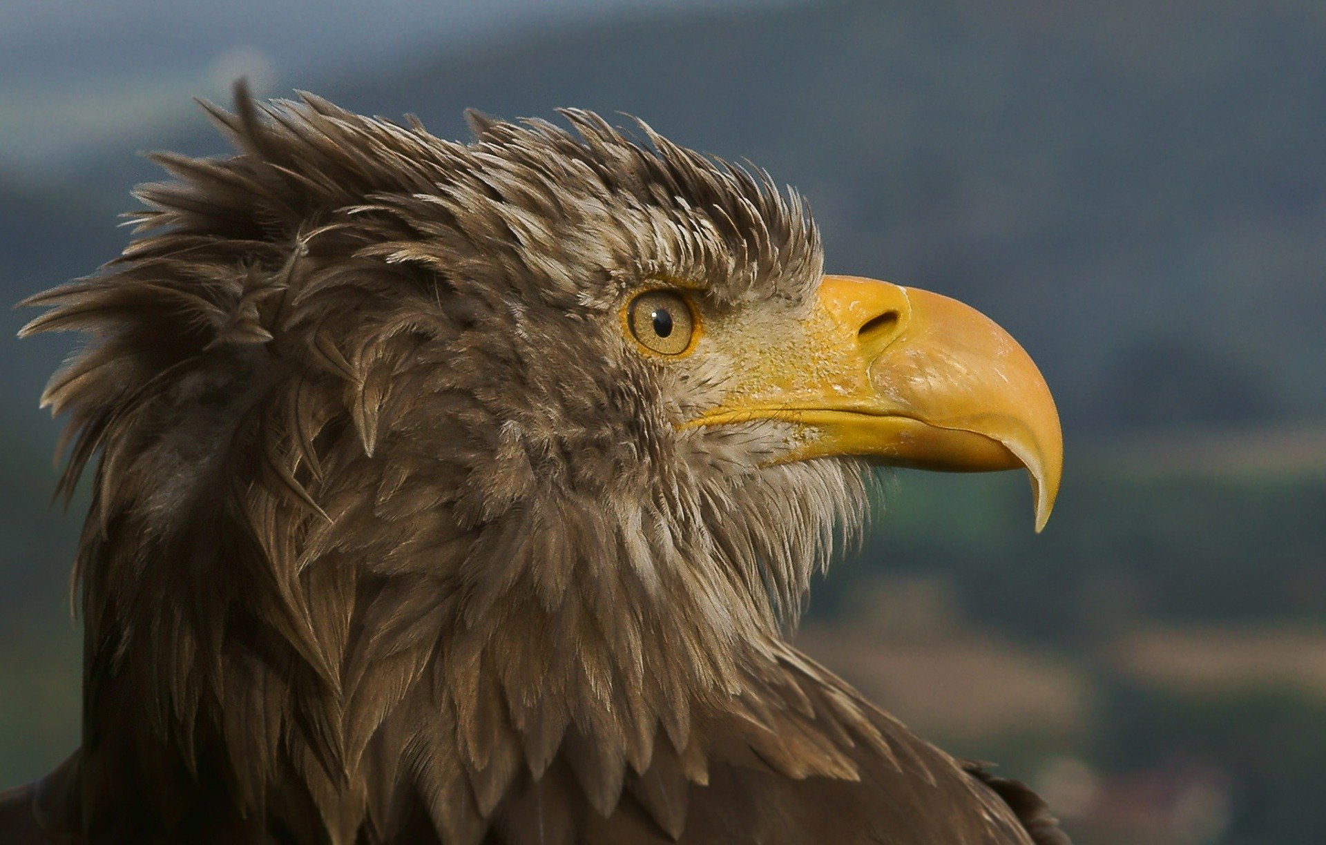Can you have a Golden Eagle as a pet? - Falconry Advice