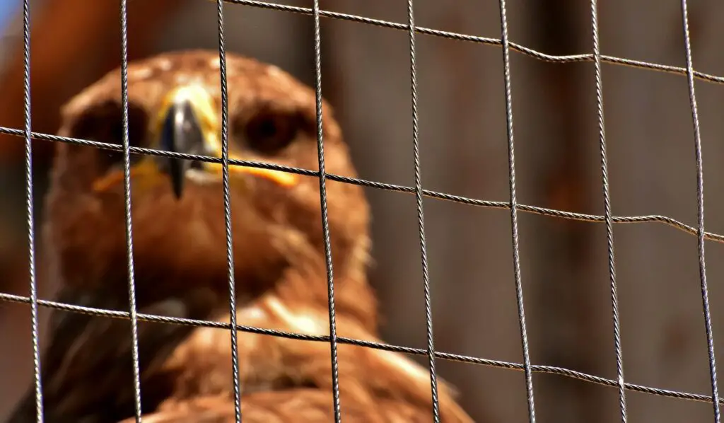 All You Need To Know About Housing A Raptor - Falconry Advice