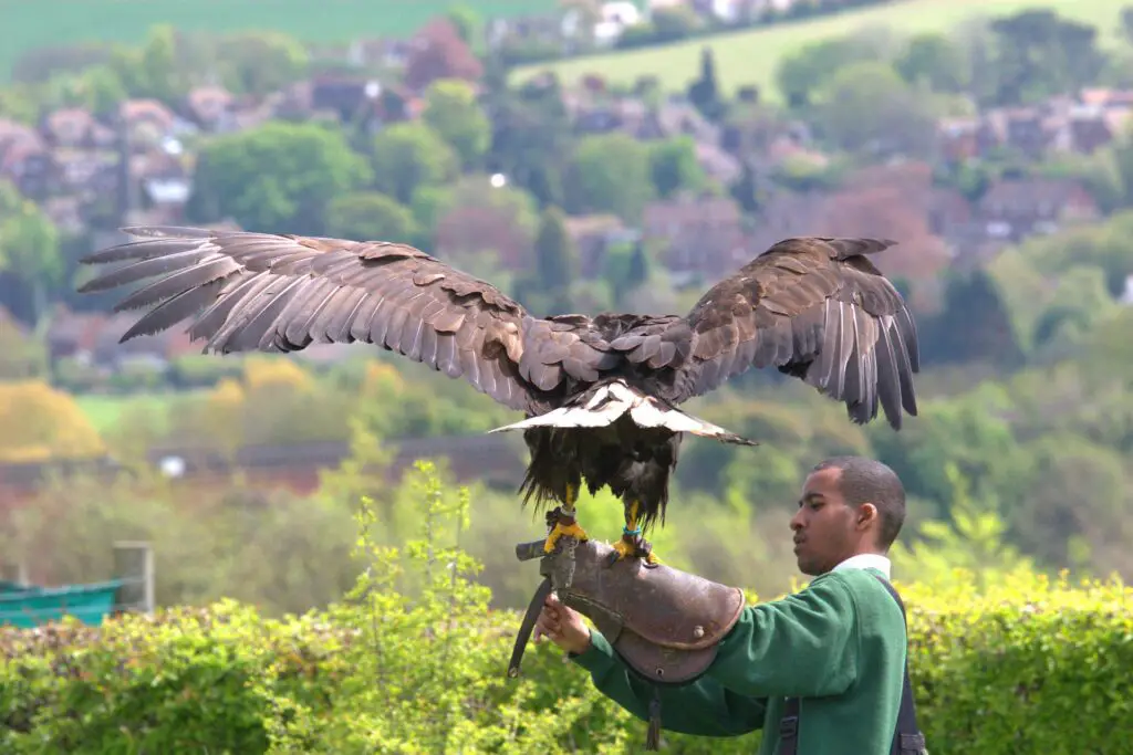 Breaking down the costs for falconry - Falconry Advice