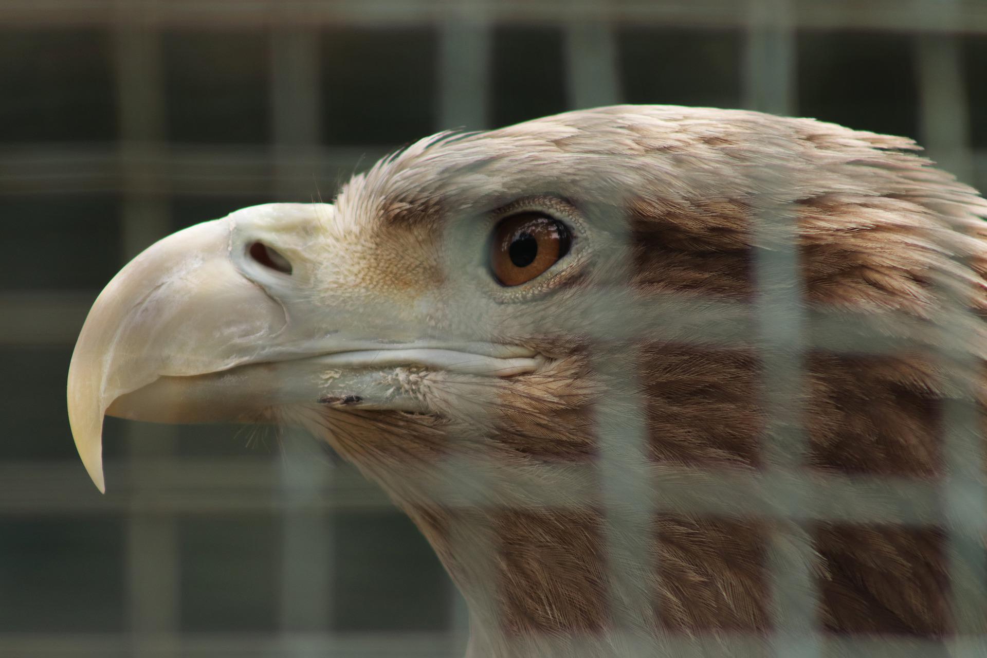 Where Do Falconers Keep Their Birds? - Falconry Advice