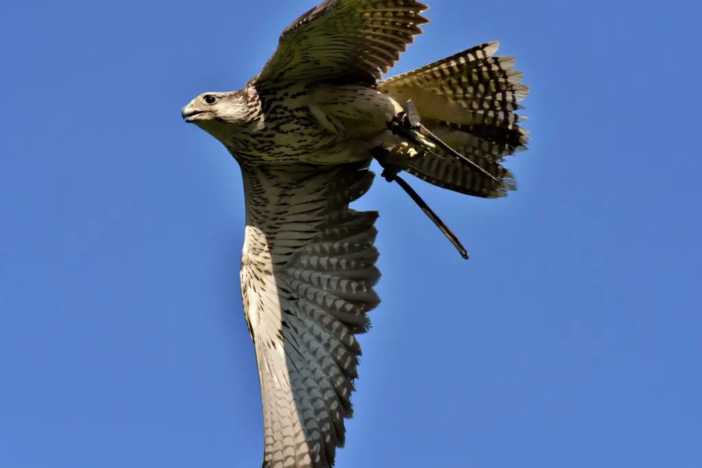 How far can a falcon spot its prey? - Falconry Advice