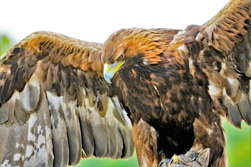 How do Golden eagles breed? - Falconry Advice