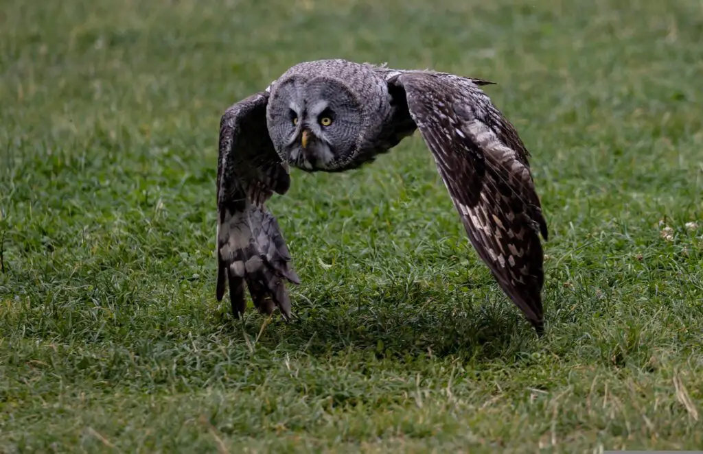 Are Owls Easy to Train for Falconry - Falconry Advice