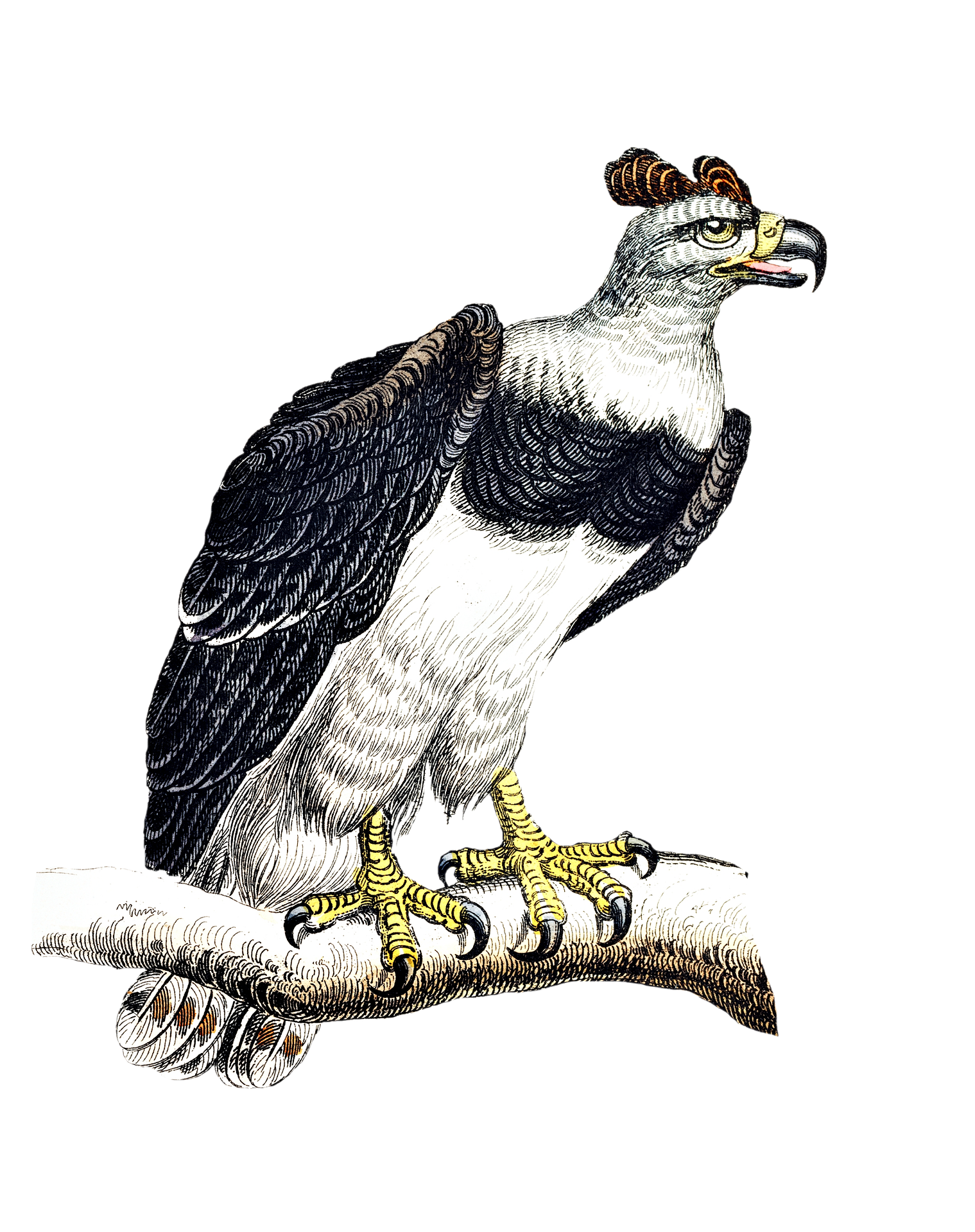 Are Harpy Eagles Good For Beginners? - Falconry Advice