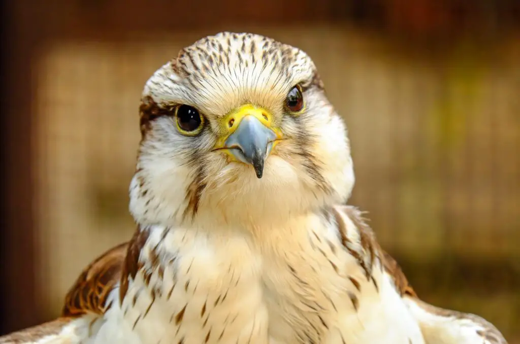Gyrfalcon in Falconry- All you need to know - Falconry Advice