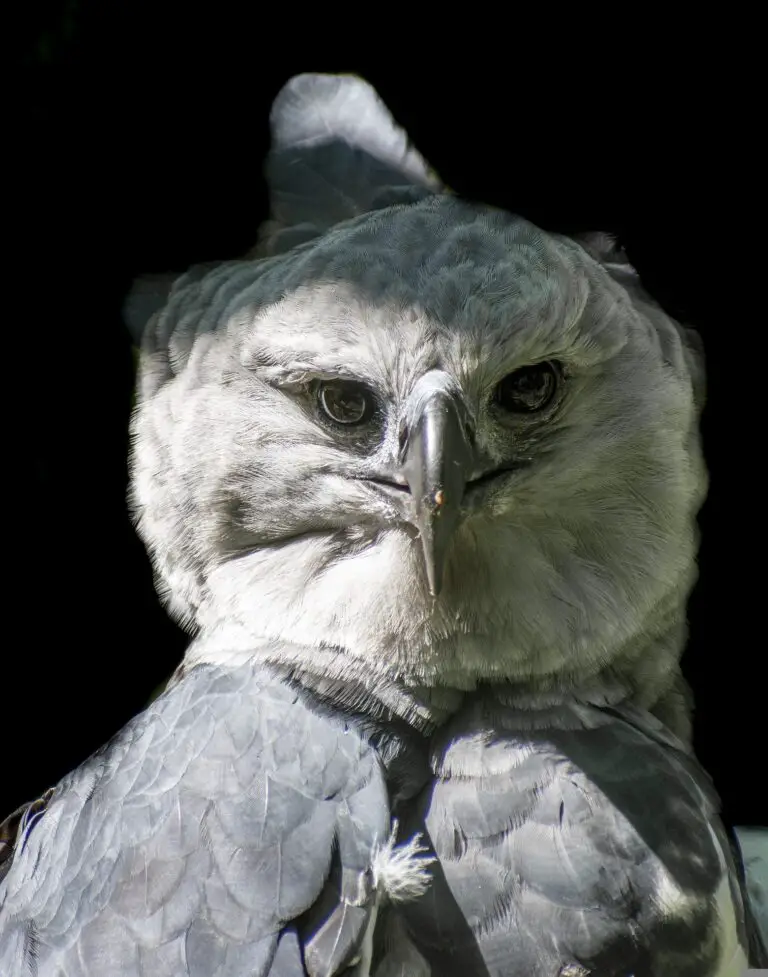 Top 8 Largest Raptors Used in Falconry- A Brief Overview - Falconry Advice