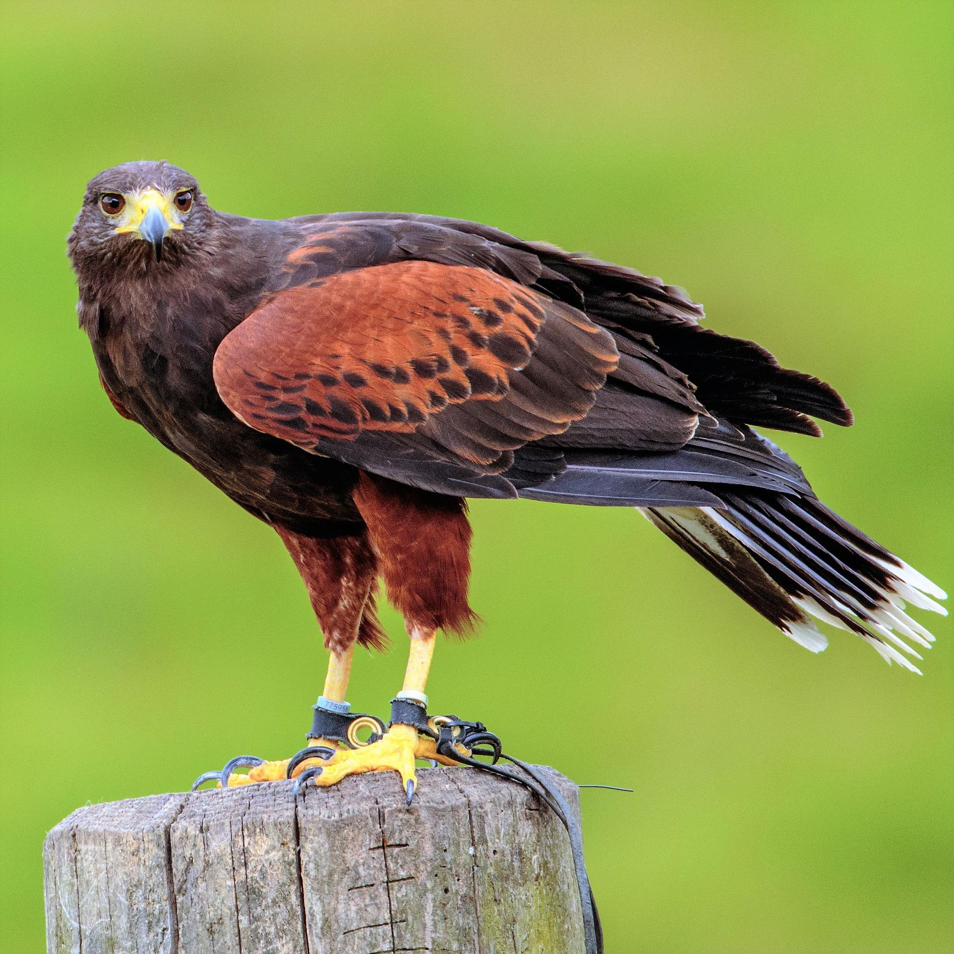 Breeding Harris Hawks - A Comprehensive Falconry Guide - Falconry Advice