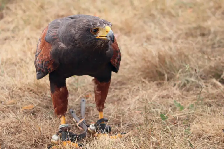 Harris Hawk Enclosure - Falconry Advice