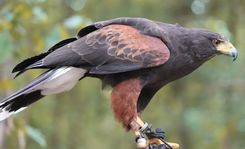 Typical behaviors of Harris hawks during the breeding season - Falconry ...