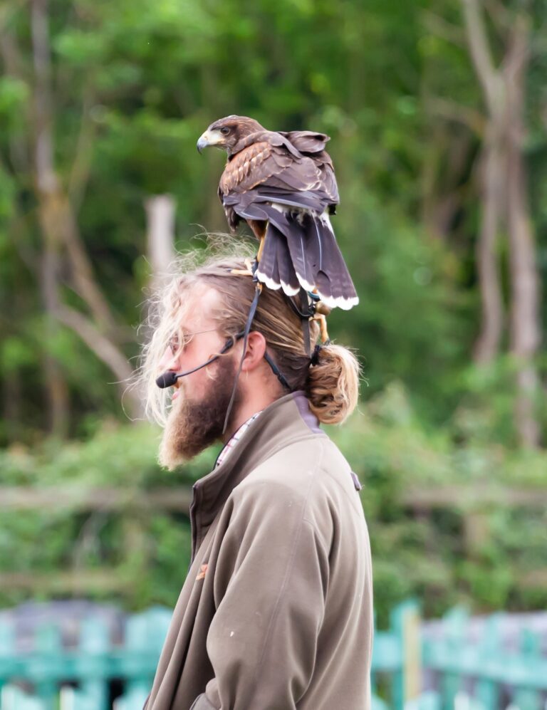 How to become a falconer - Falconry Advice