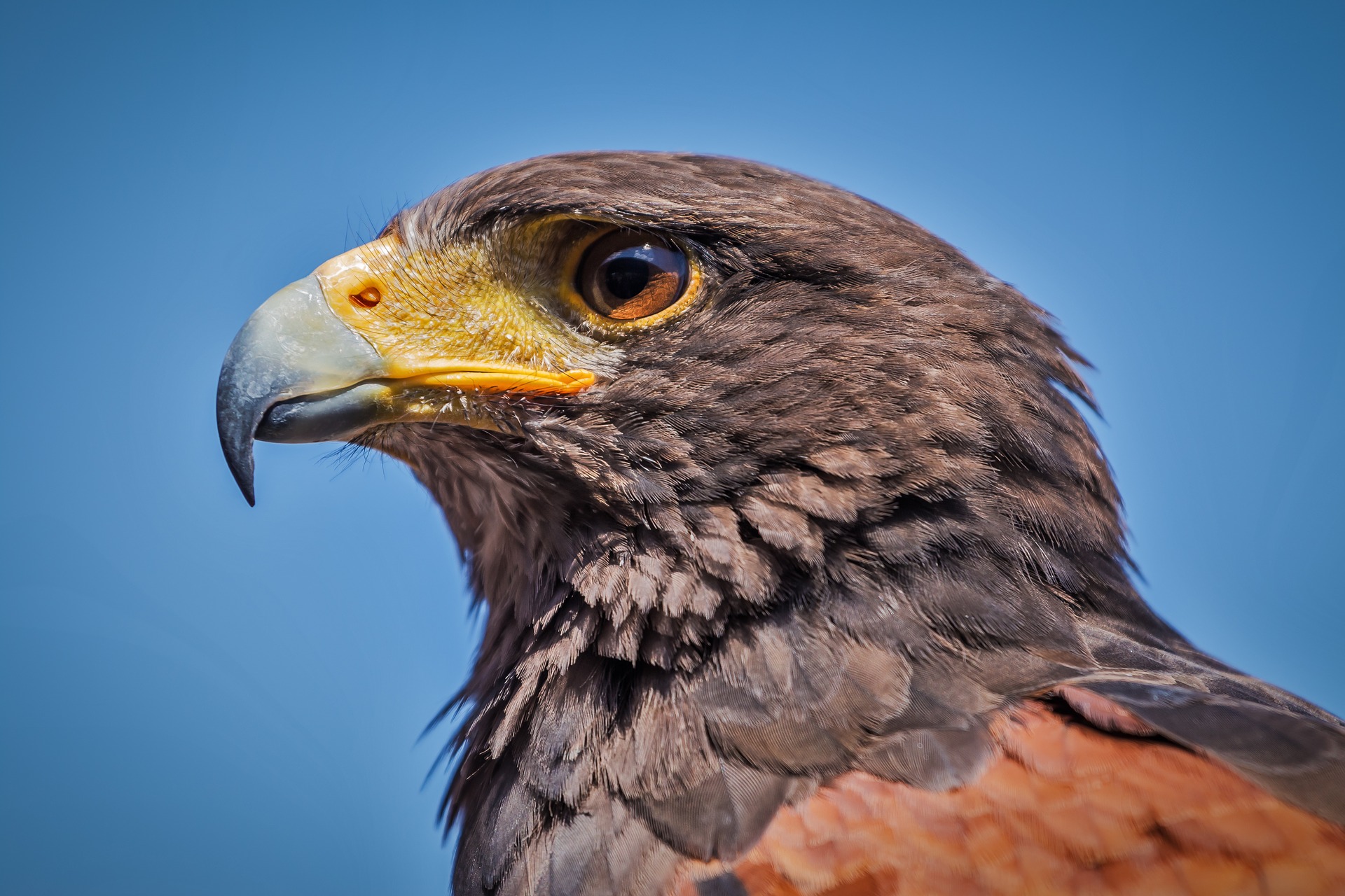 Transport Box Harris Hawk - Falconry Advice