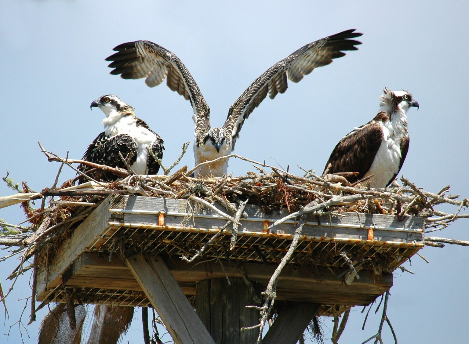 Are Osprey Protected Birds? - Falconry Advice