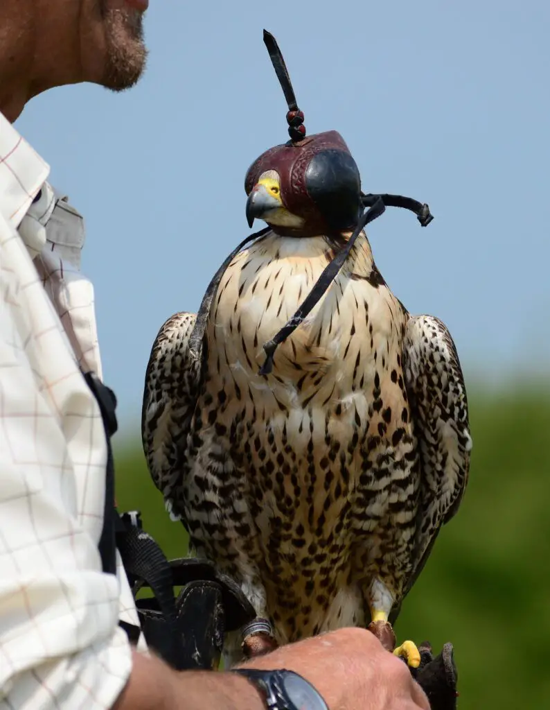 An Overview of Training a Peregrine Falcon for Falconry - Falconry Advice