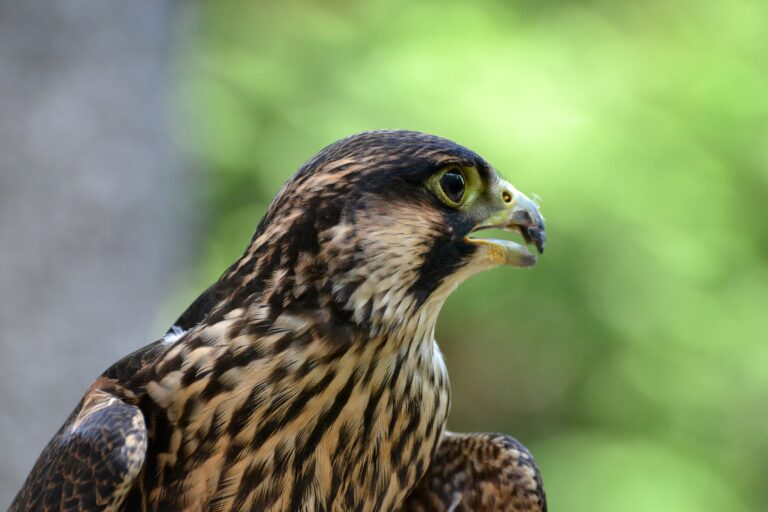 Why do peregrine falcons scream? - Falconry Advice