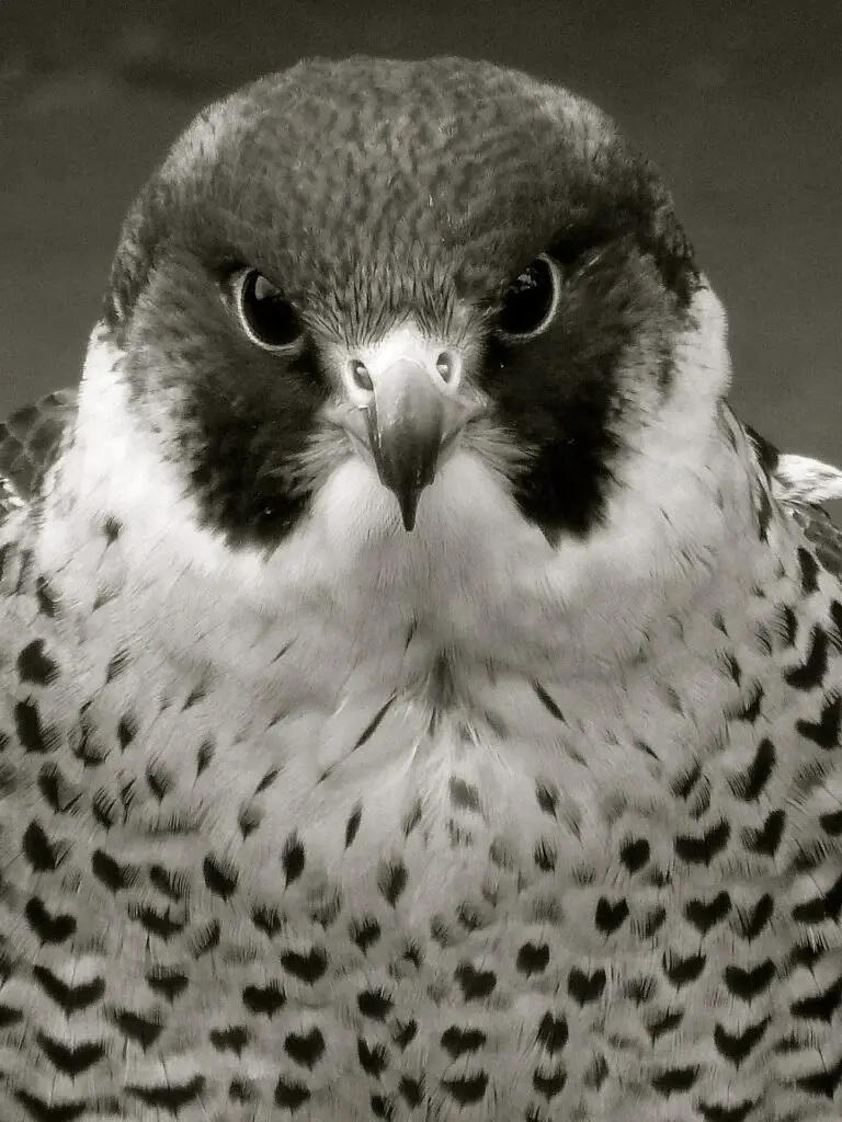 The Process For Breeding Peregrine Falcons - Falconry Advice