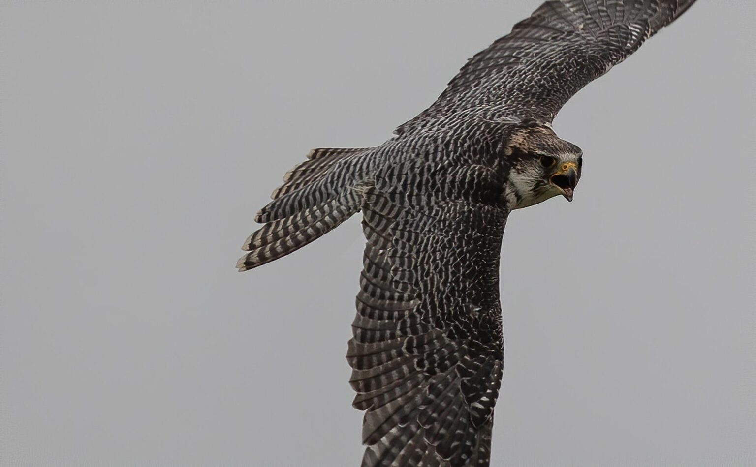 How high can a peregrine falcon fly - Falconry Advice