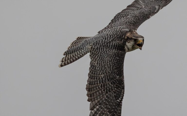 Do You Need a License to Own a Peregrine Falcon - Falconry Advice