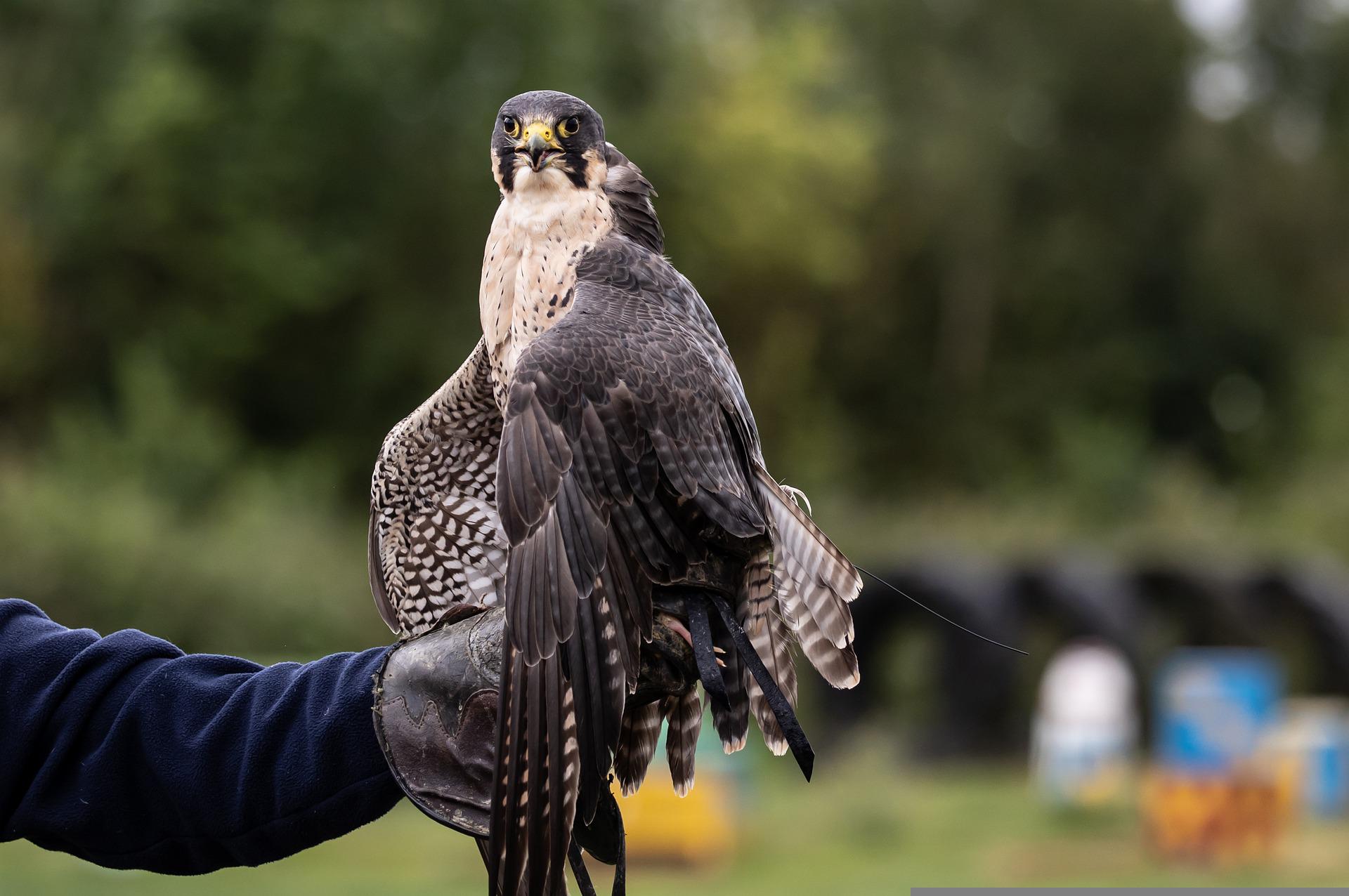 Lifespan of a Peregrine Falcon Used for Falconry - Falconry Advice