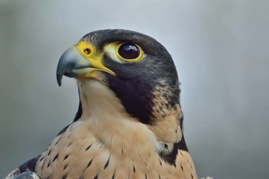 Guide to Perch Training a Falconry Peregrine Falcon - Falconry Advice