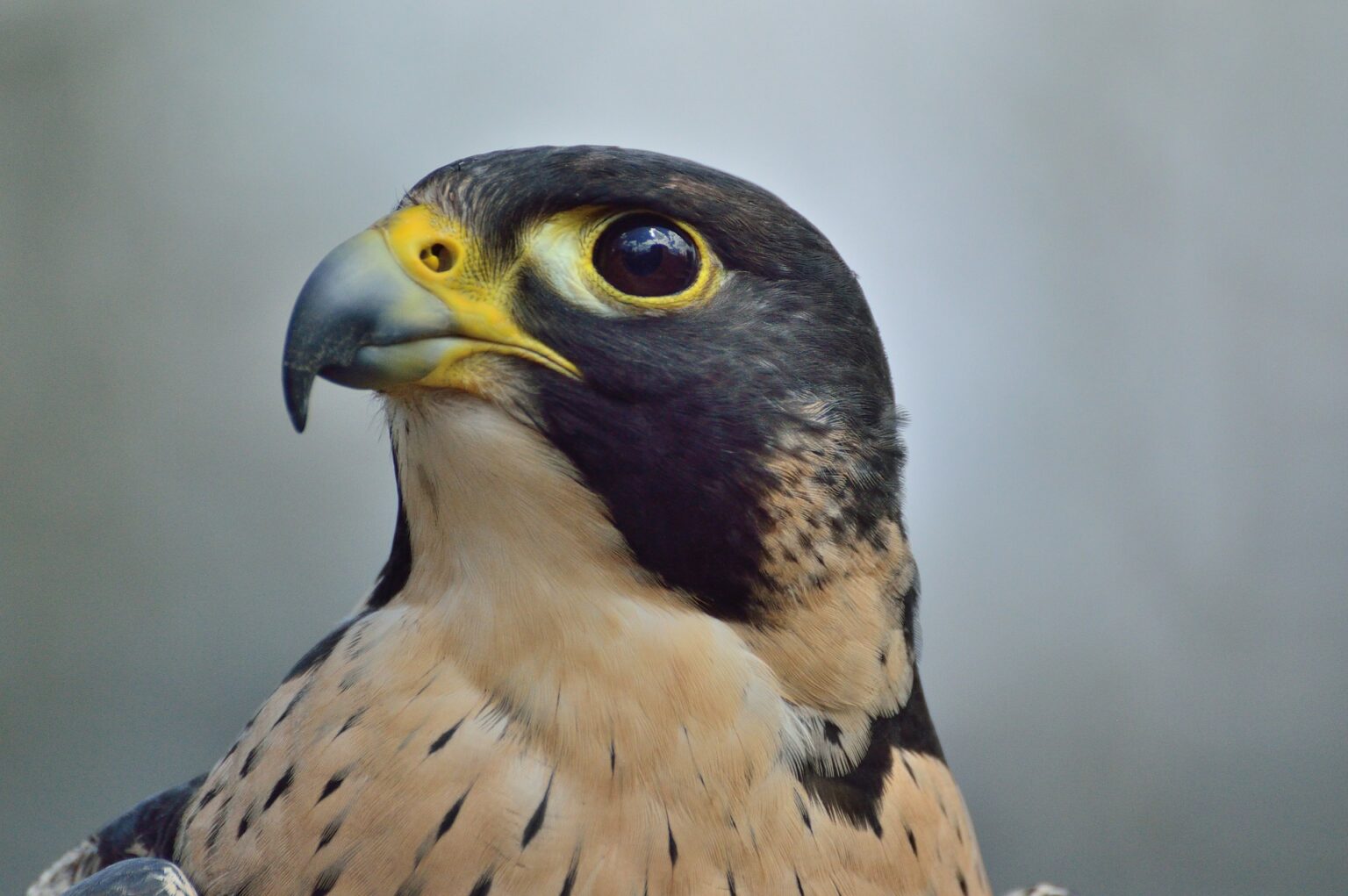 Do peregrine falcons punch their prey? - Falconry Advice