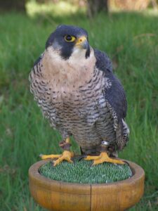Why do peregrine falcons scream? - Falconry Advice