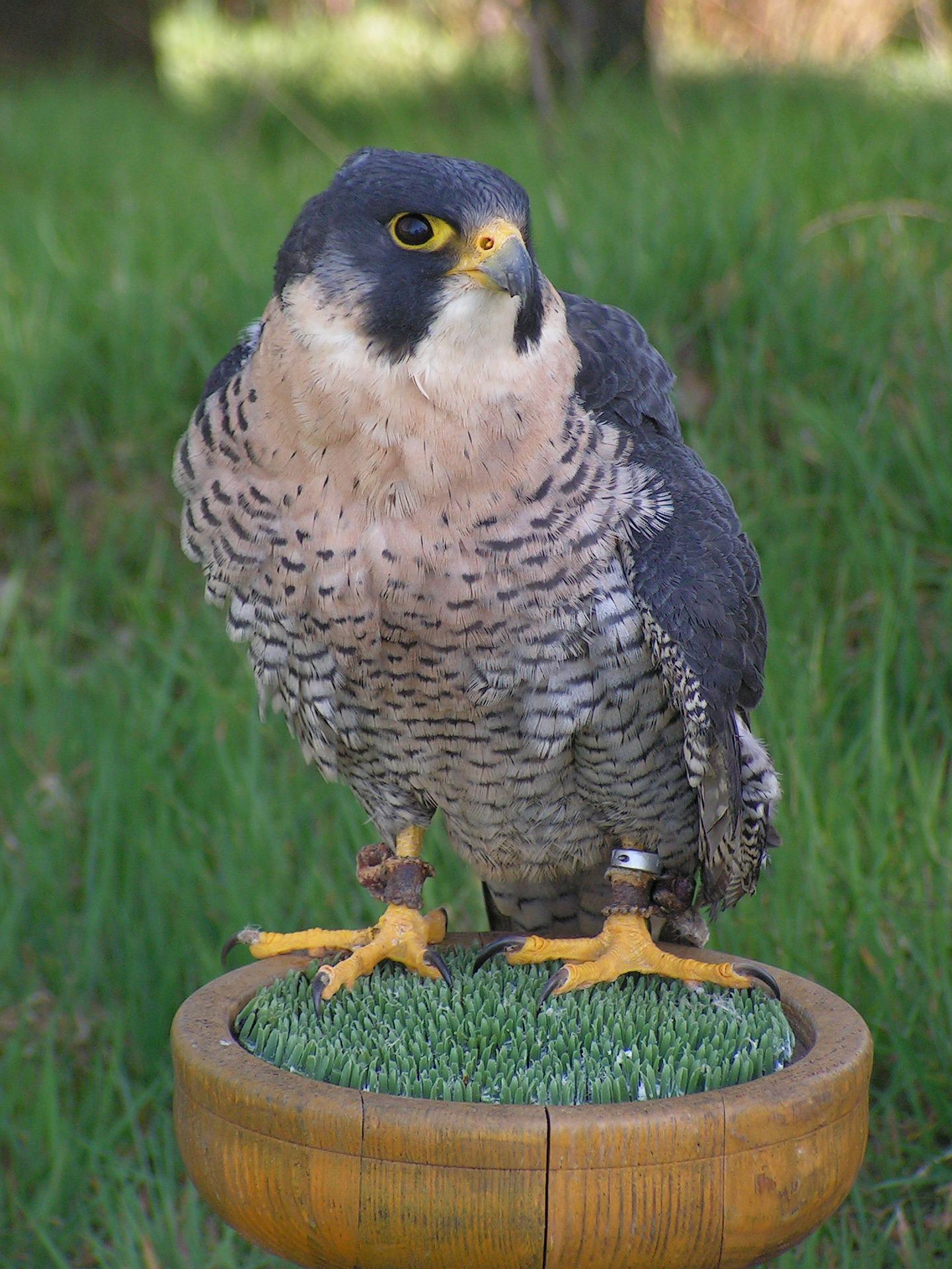 An Overview of Training a Peregrine Falcon for Falconry - Falconry Advice