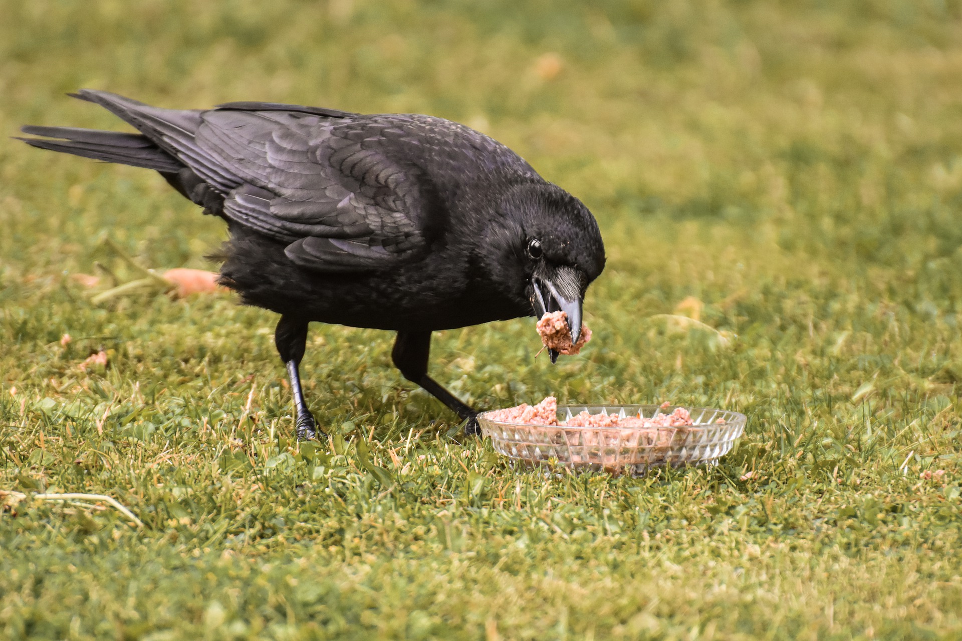 Can Ravens Be Used In Falconry? - Falconry Advice