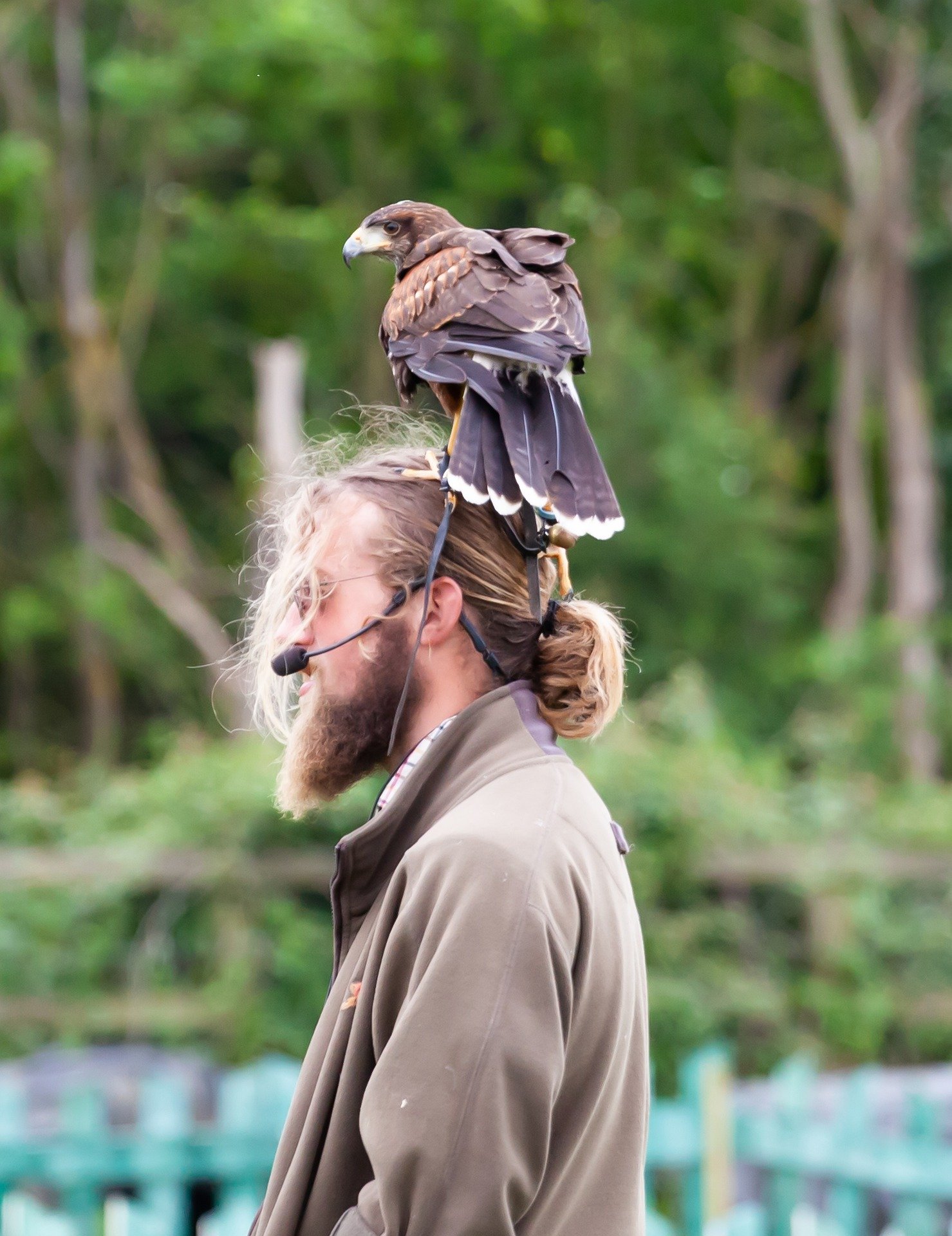 How to become a falconer - Falconry Advice