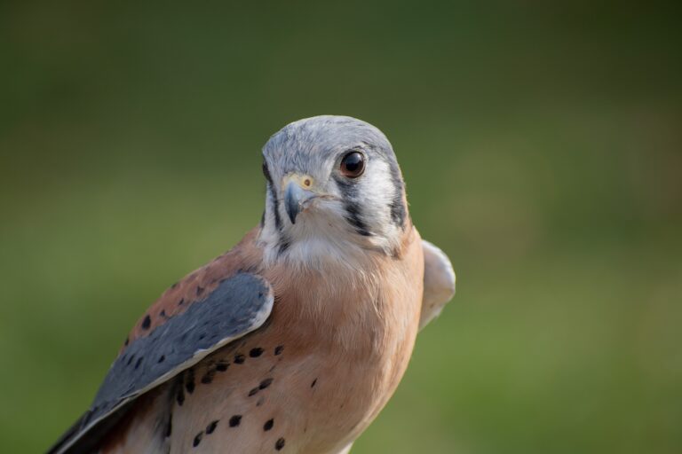 Are kestrels aggressive? - Falconry Advice