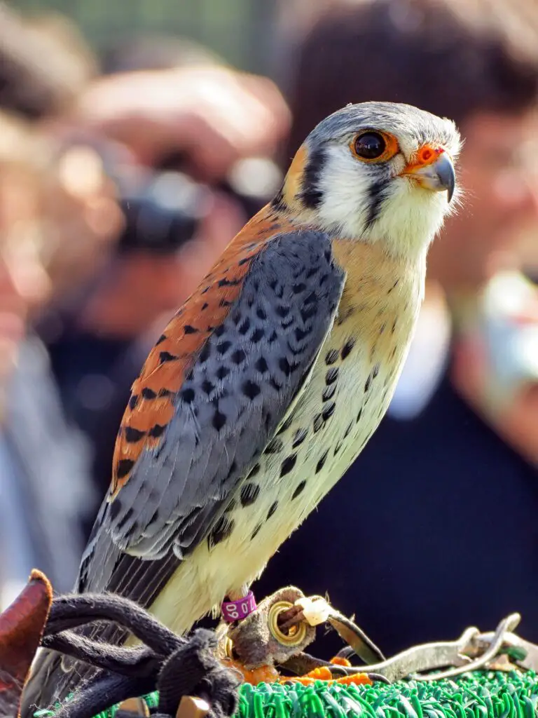 What can you feed an American kestrel? - Falconry Advice