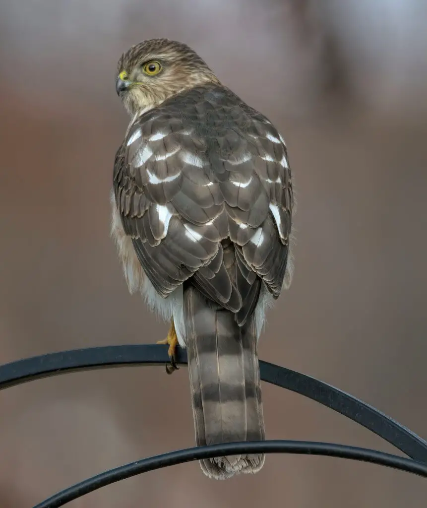 Cooper's Hawk Male vs Female: Differences Every Falconer Should Know ...