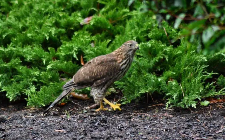 What is the lifespan of Cooper's hawk? - Falconry Advice