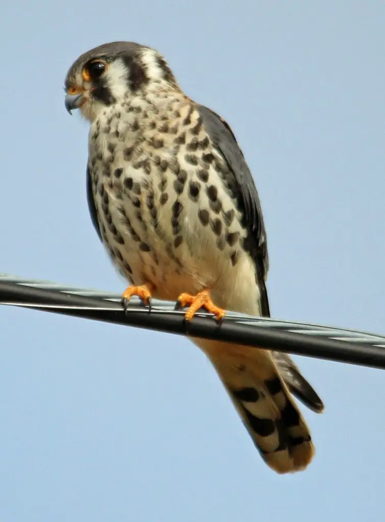 How to breed American kestrels for falconry - Falconry Advice