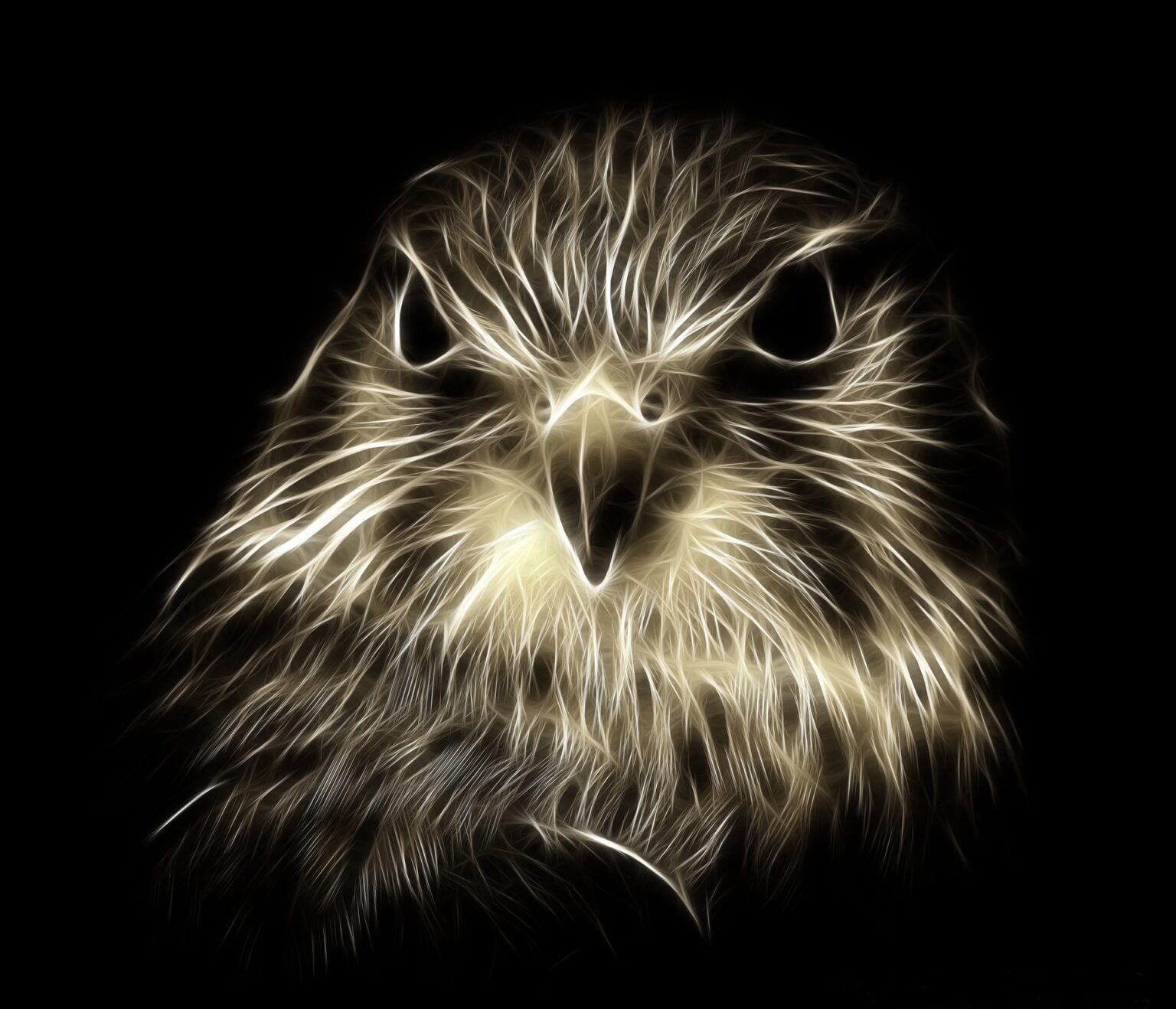 What Is the Biggest Falcon and Smallest Falcon for Falconry? - Falconry ...