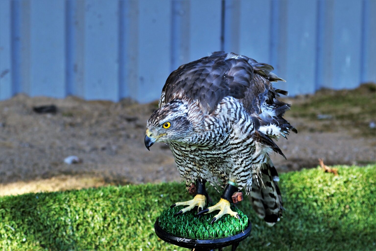 What Can You Hunt With Hawks in Falconry? - Falconry Advice