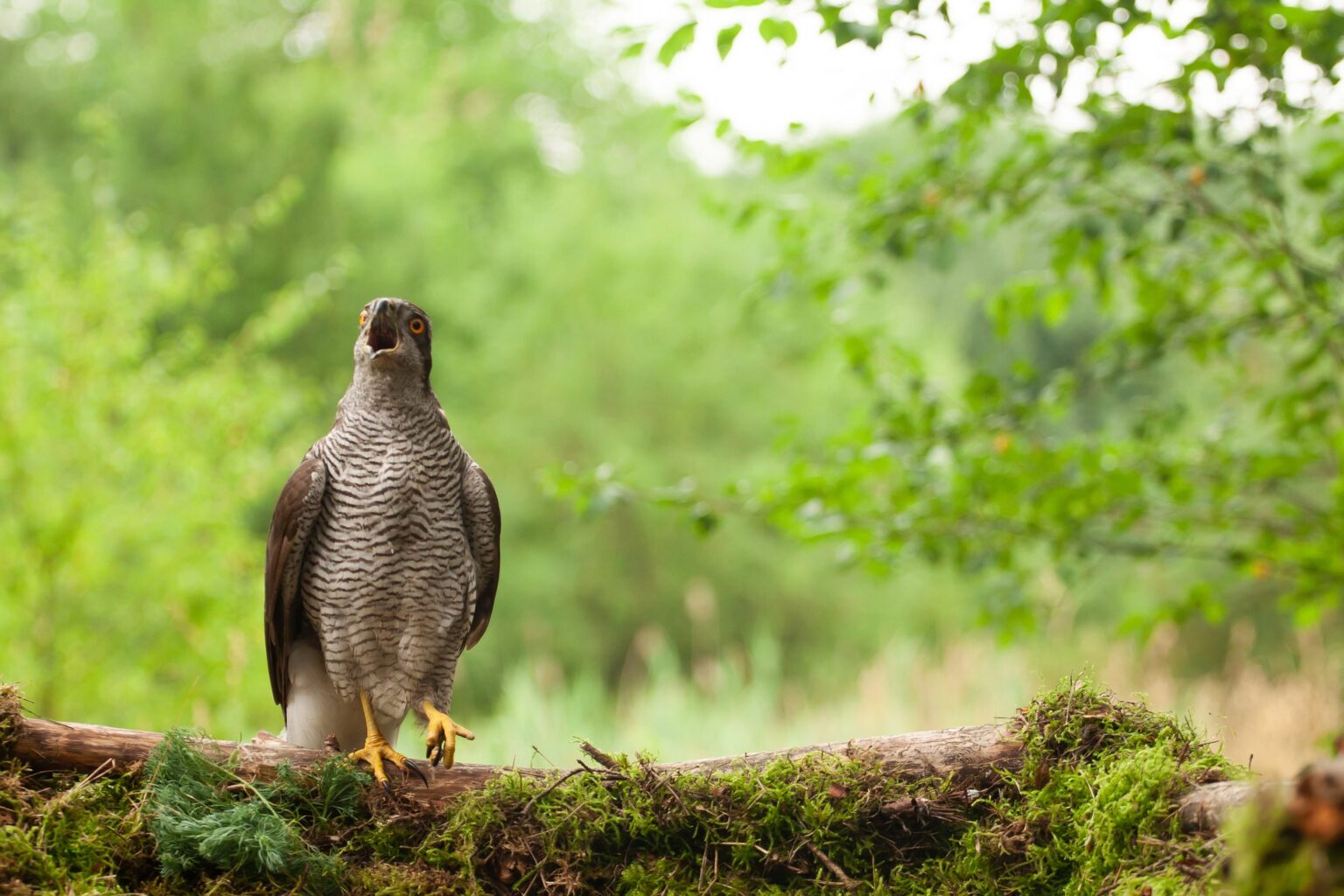 Can You Have a Goshawk as a Pet For Falconry? - Falconry Advice