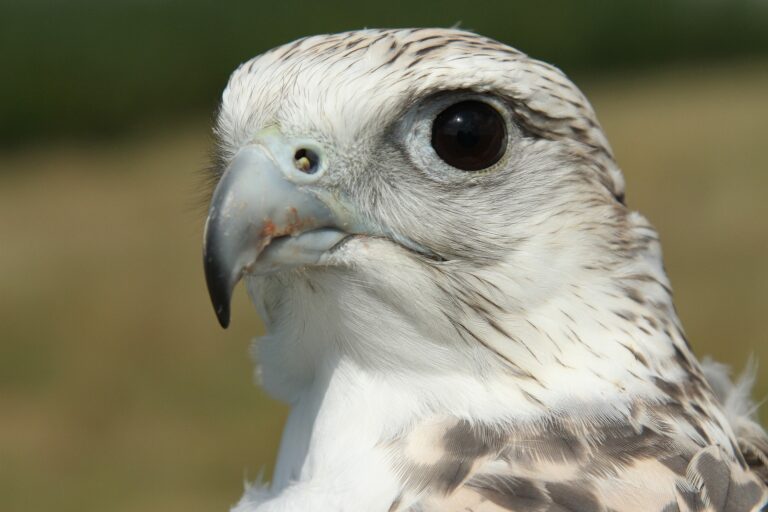 What Do Falconers Feed Their Falcons? - Falconry Advice