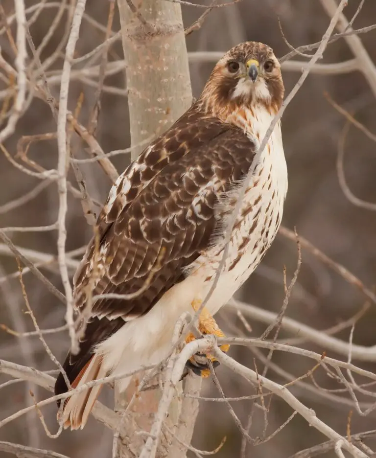 What Do Hawks Hunt? - Falconry Advice