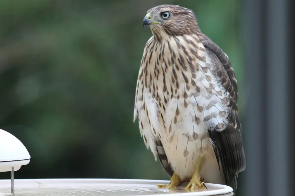 Are Cooper's hawks aggressive? - Falconry Advice