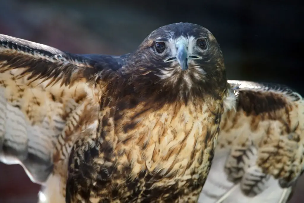 Understanding the Weight Requirements of Birds of Prey - Falconry Advice