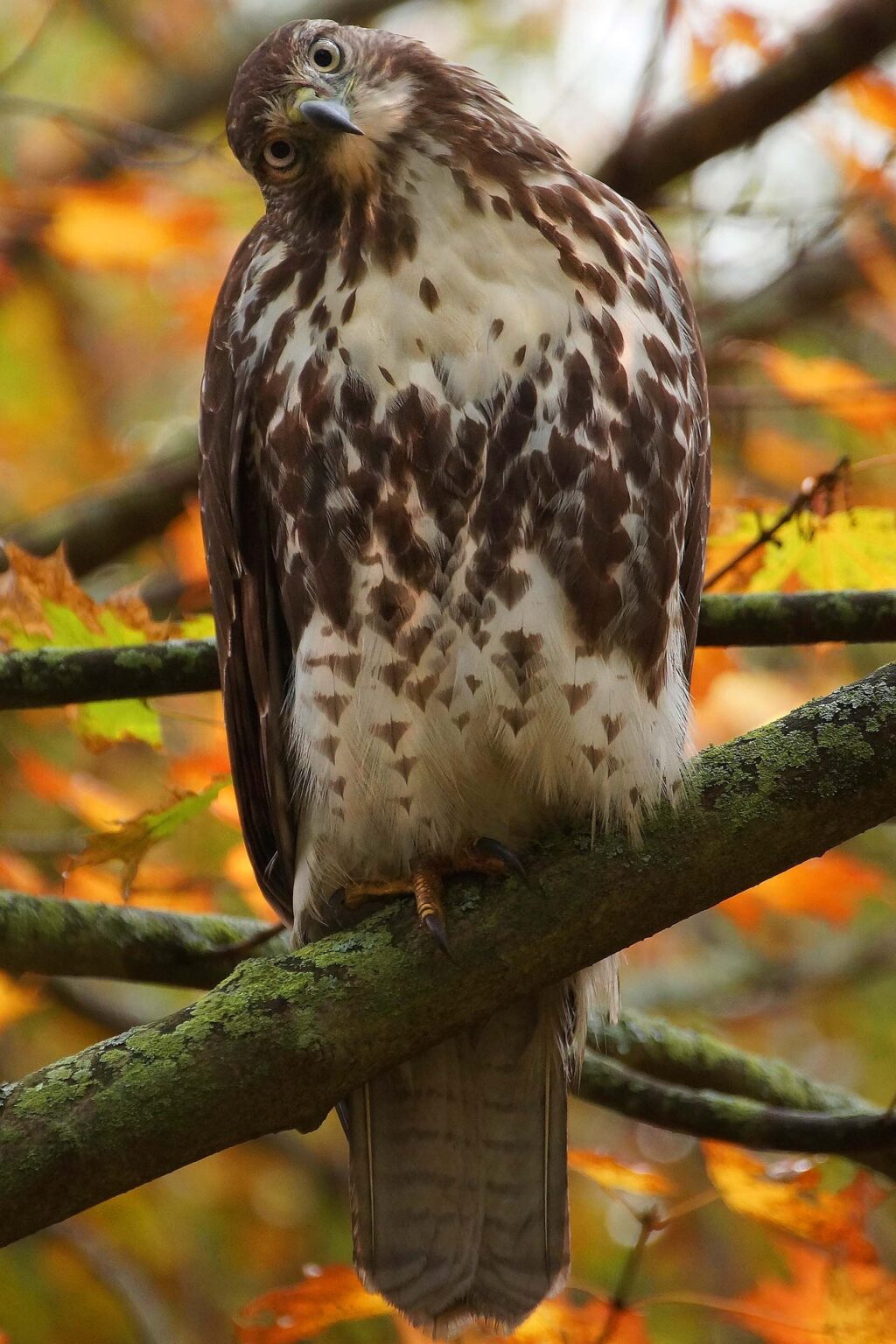 What do red-tailed hawks hunt? - Falconry Advice