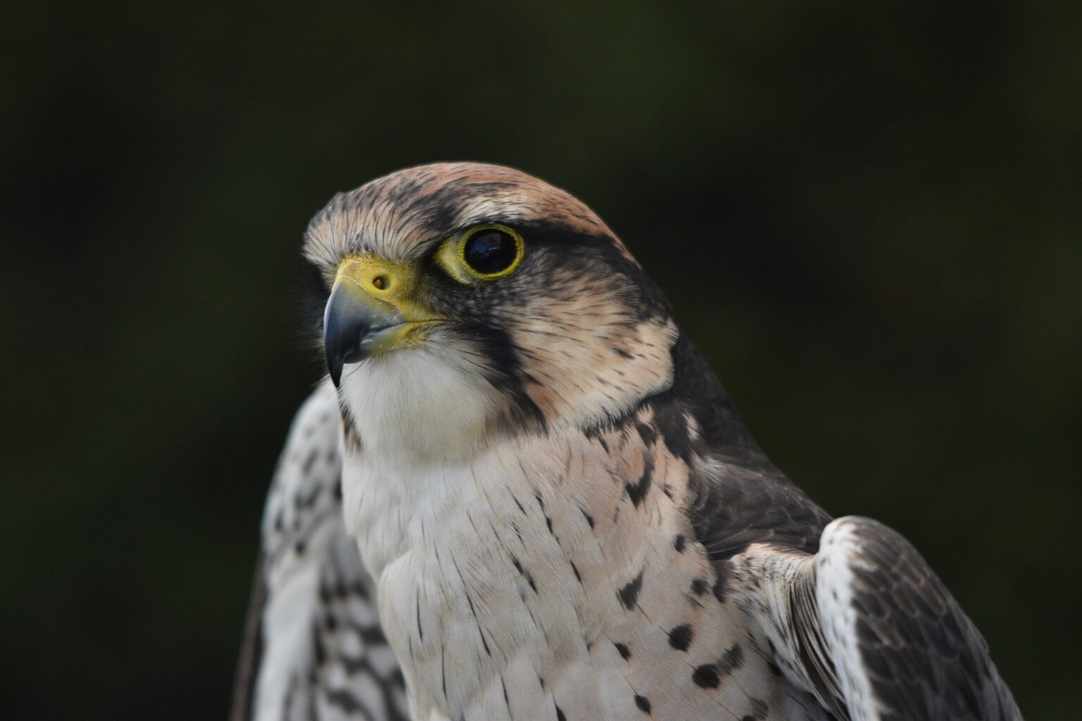 Merlin Falcons in Falconry - All You Need To Know - Falconry Advice