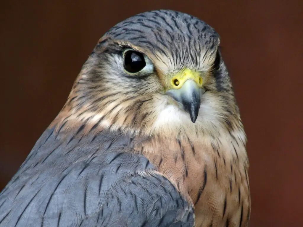 What do merlins hunt? - Falconry Advice