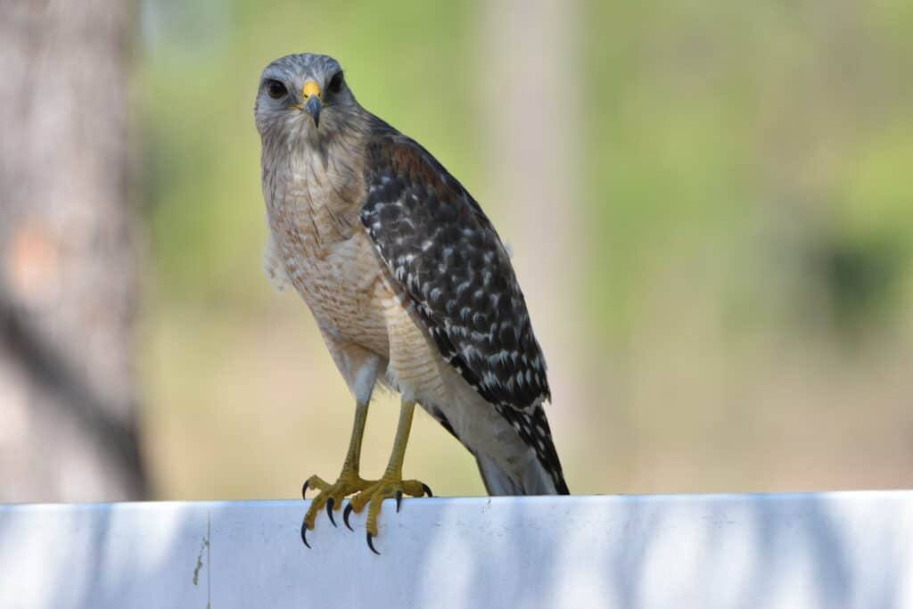 Red-Shouldered Hawk in Falconry - All You Need To Know - Falconry Advice