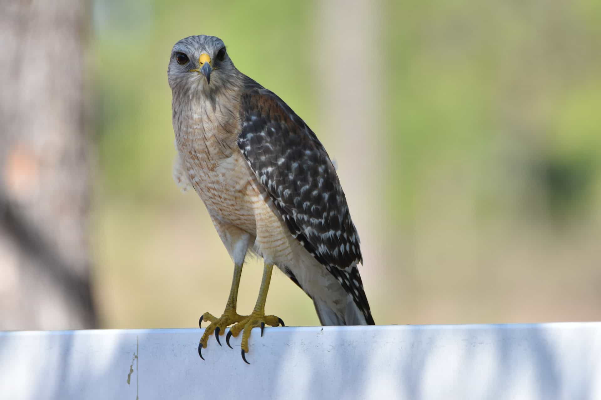 What is the lifespan of a Red-shouldered Hawk? - Falconry Advice