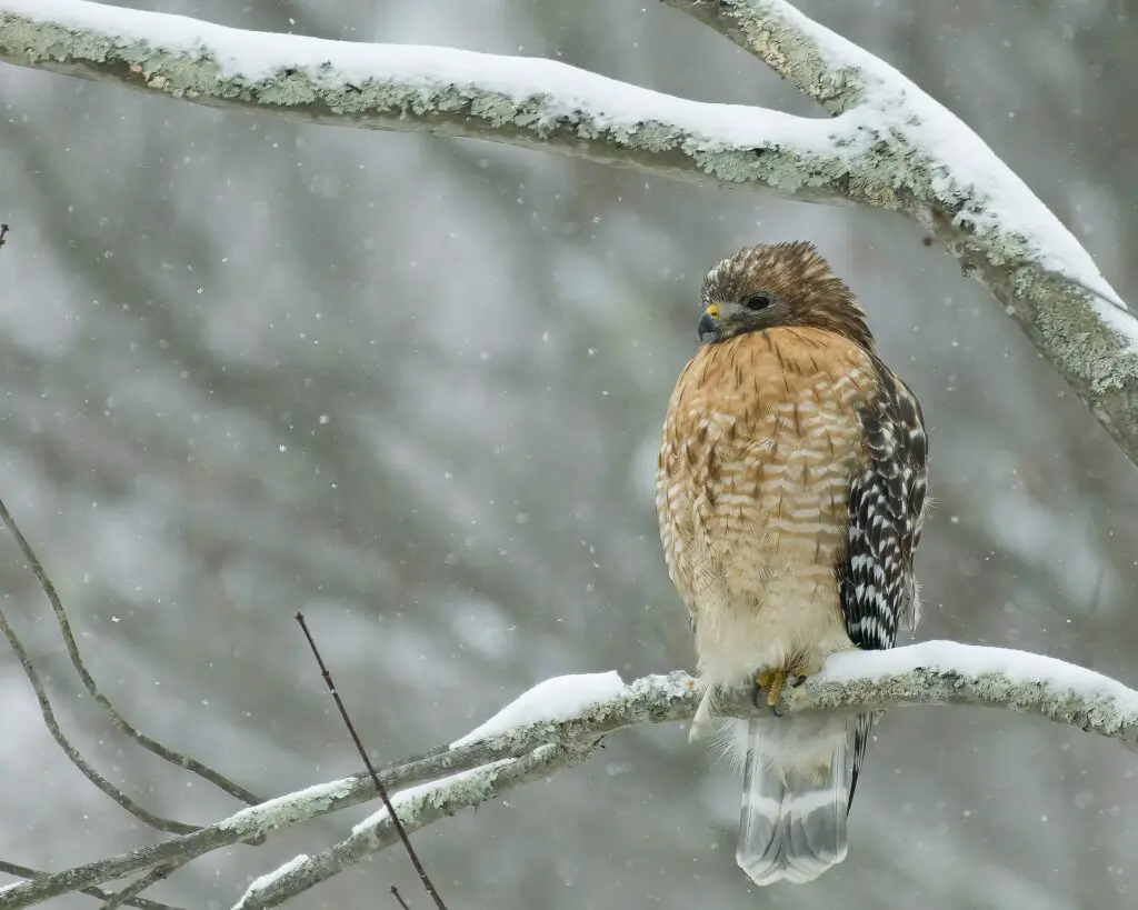Red-Shouldered Hawk in Falconry - All You Need To Know - Falconry Advice